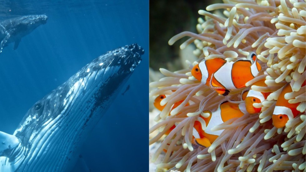 Havets affärsnätverk skapar framgång för alla varelser – Företagande.se